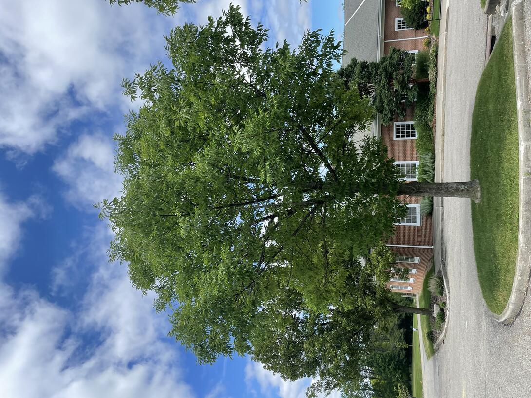 Green Ash | CMP Tree Selection Tool